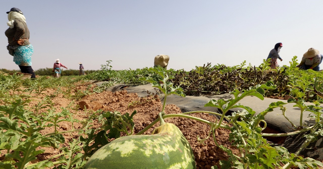 L’étrange exode des producteurs de pastèques vers la Mauritanie , H24info