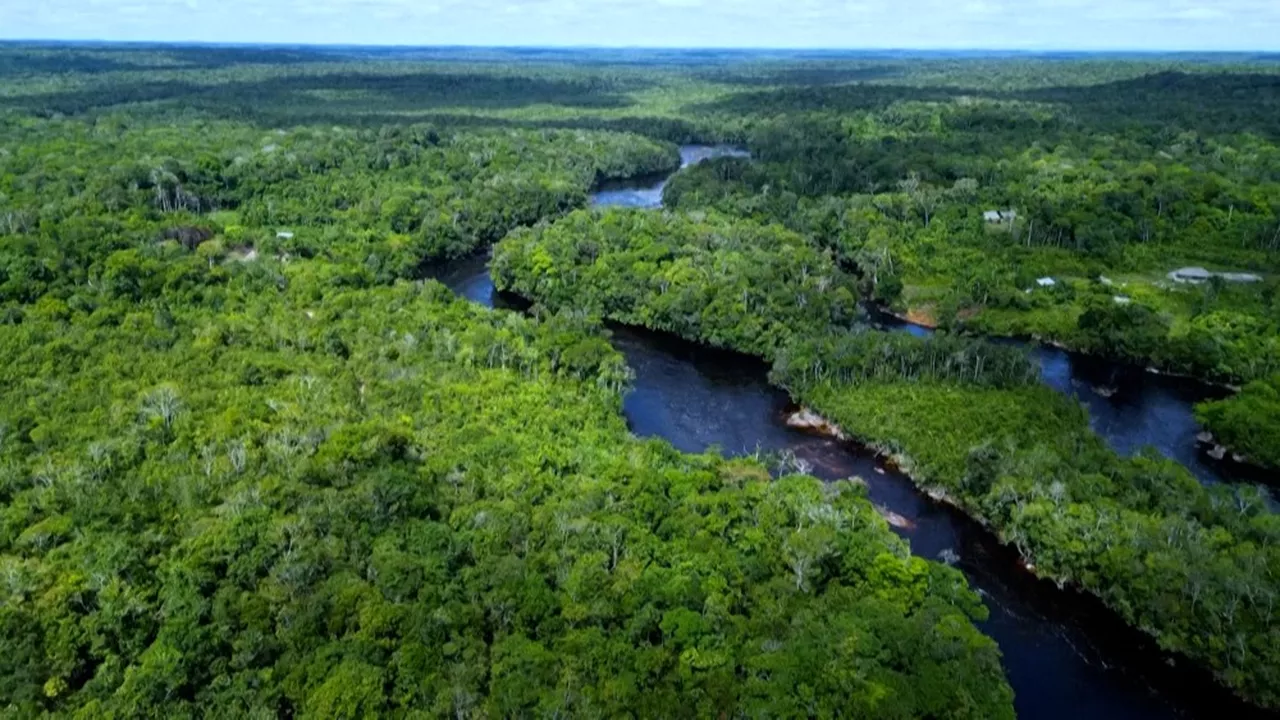 Pourquoi la forêt amazonienne pourrait franchir « un point de rupture ...